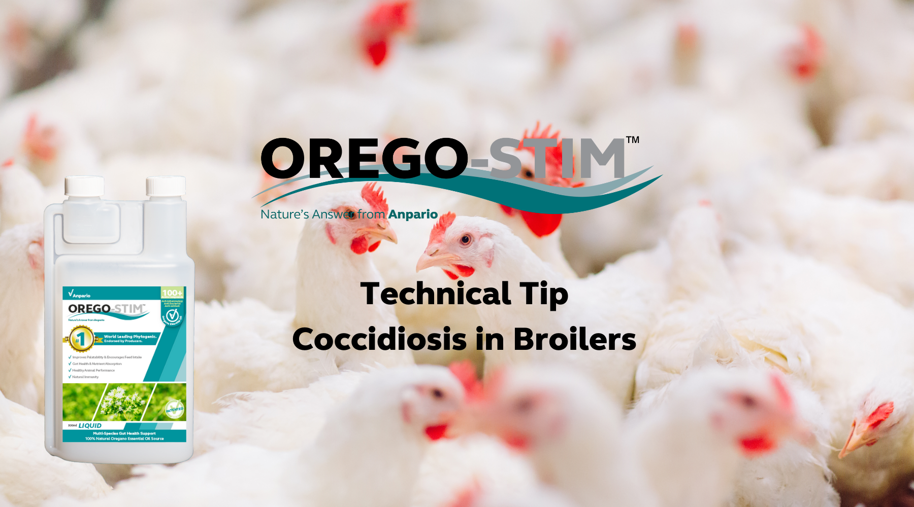 Technical Tip Coccidiosis in Broilers – Anpario Australia