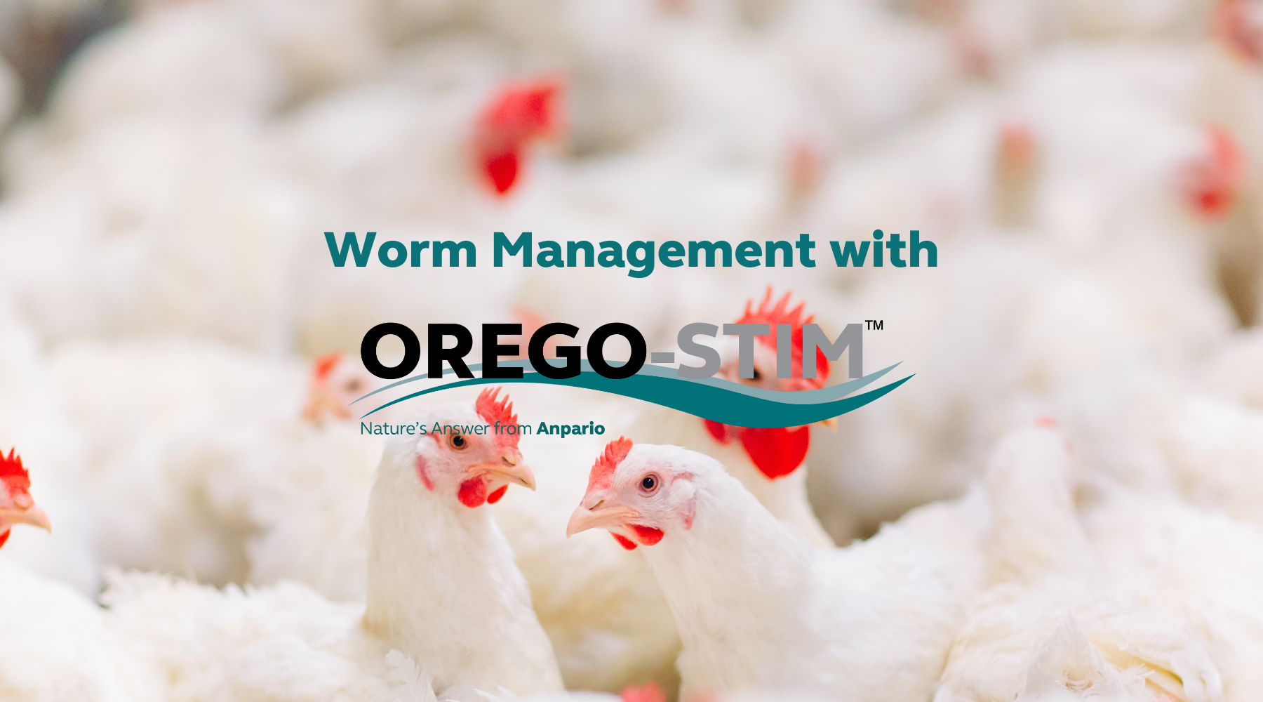 Worm Management with Orego-Stim – Anpario Australia