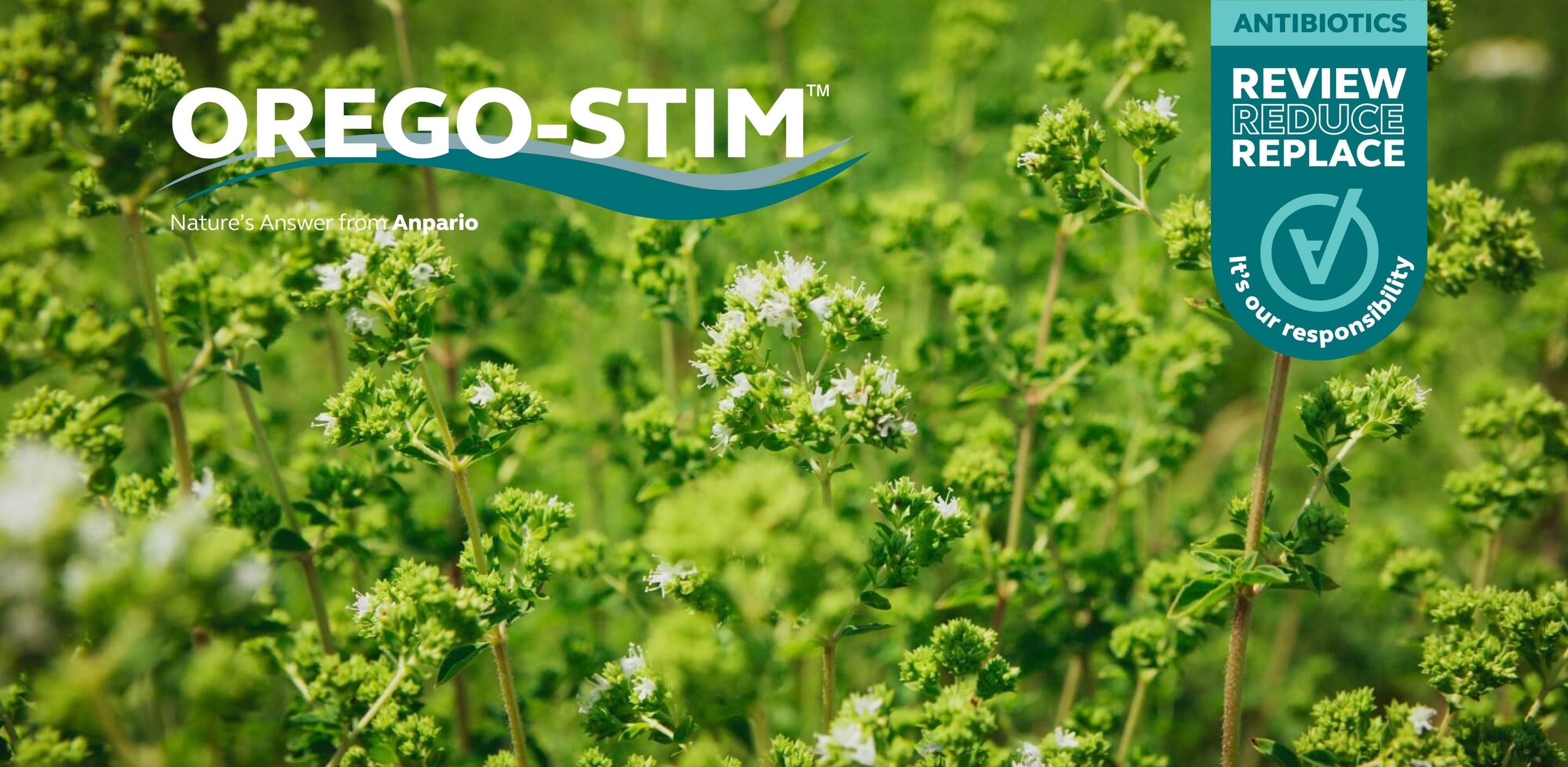 Evaluating Orego-Stim® Antibacterial Activity in Comparison to Competi ...