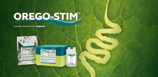 Orego-Stim® as a Natural Alternative to Coccidiostats – Anpario Australia