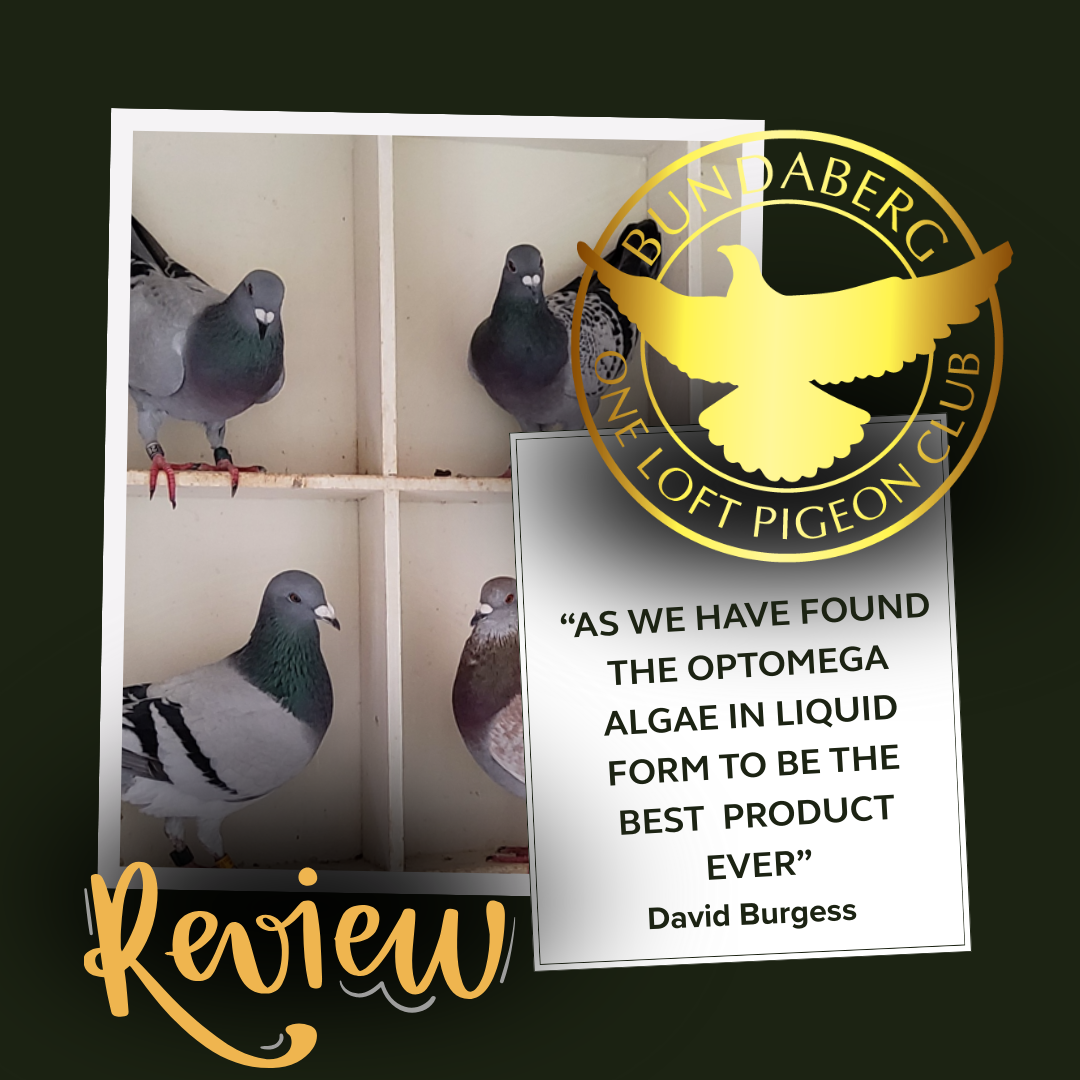 David from Bungaberg One Loft Pigeon Club's Review – Anpario Australia