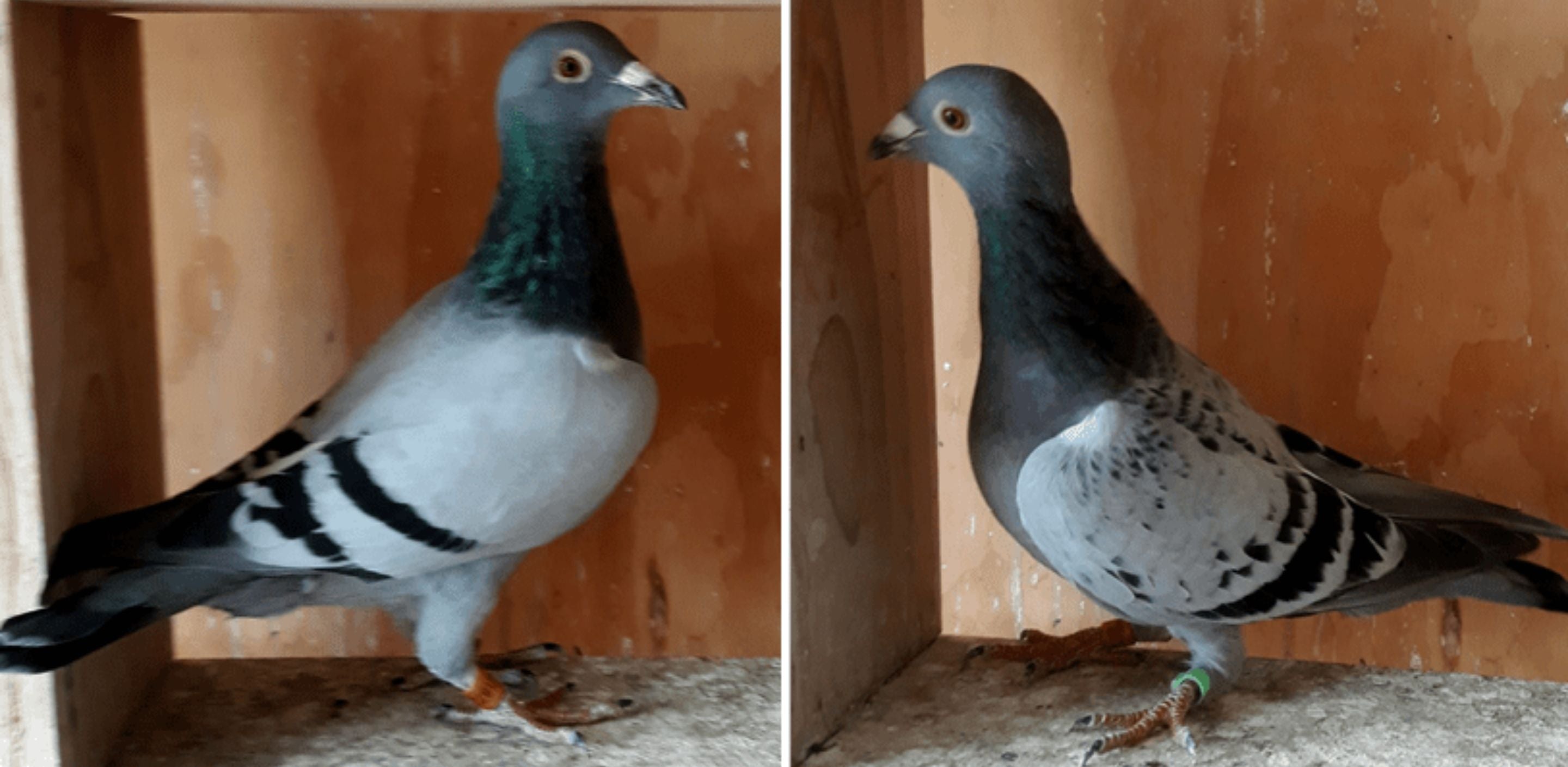 Hot Topic - Anpario Sponsors Sydney Gold Ring Race 2020 – Anpario Australia