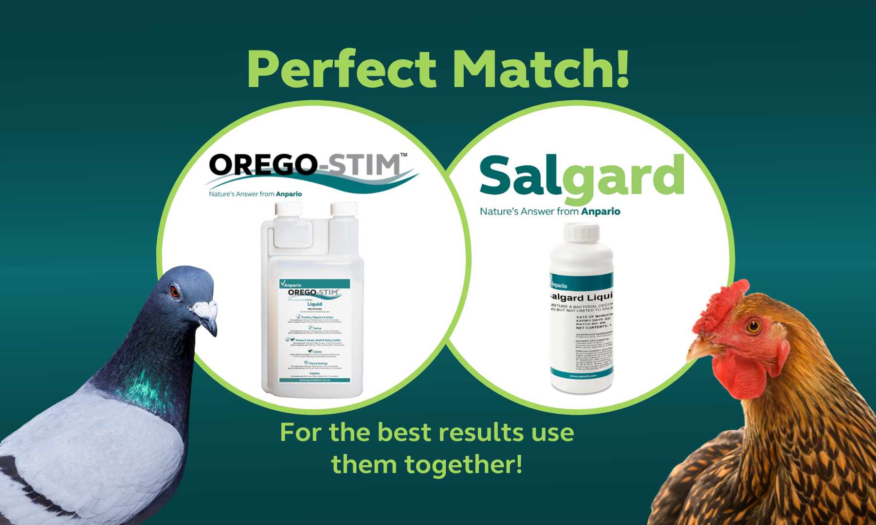 Orego-Stim® and Salgard - The Perfect Match – Anpario Australia