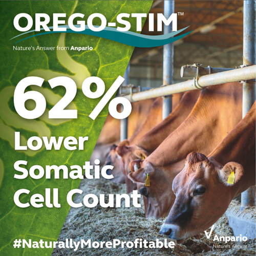 THE EFFECT OF OREGO-STIM ON THE ANTIOXIDANT STATUS OF TRANSITION DAIRY ...