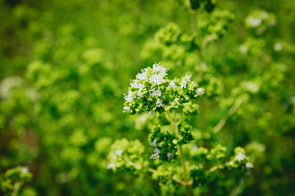 Orego-Stim Products – Anpario Australia