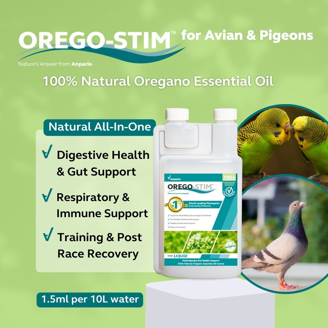 Orego-Stim Liquid for Avian and Pigeons – Anpario Australia