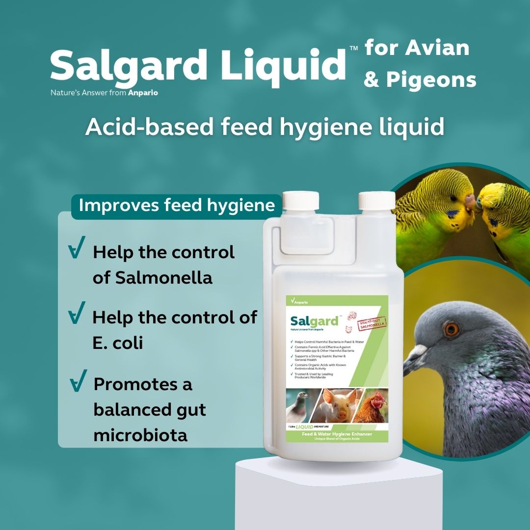 Salgard Liquid for Pigeons and Avian 1 Litre – Anpario Australia